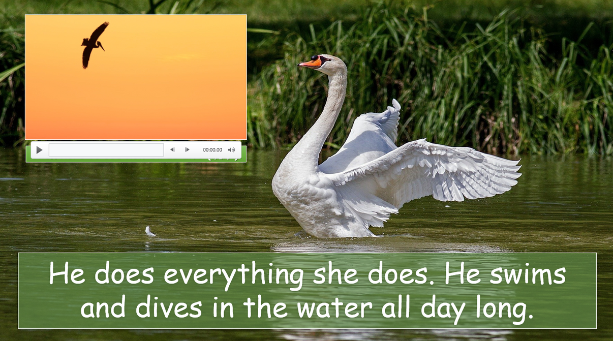 The Raven and the Swan - Grade 4-6 PowerPoint Lesson + Storyboard Temp ...